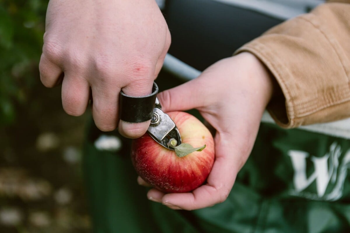 How To Make Apple Roses {VIDEO} - Foolproof Living